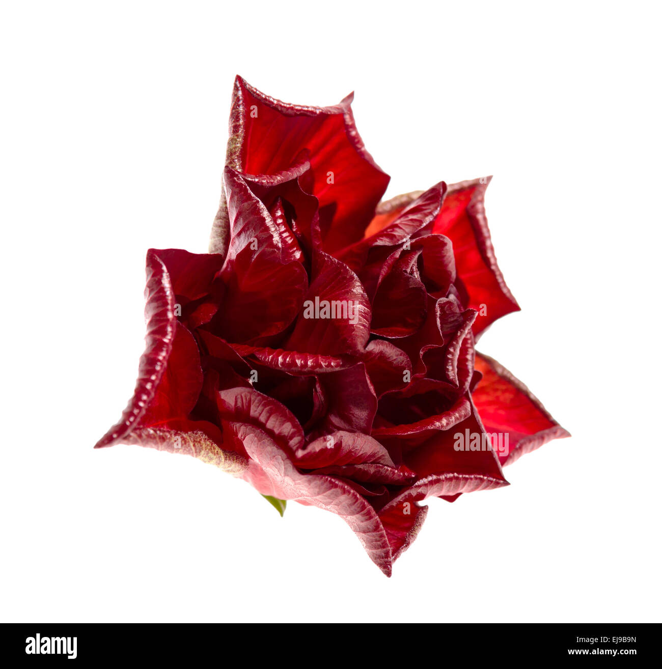 Isolation of the rose hi-res stock photography and images - Alamy