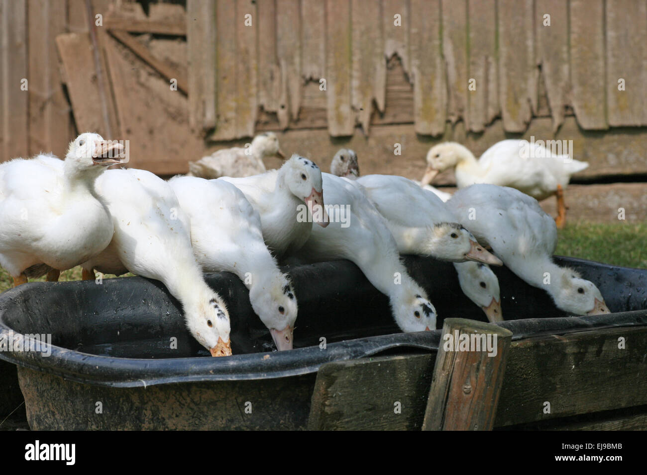 Poultry growth hi-res stock photography and images - Alamy