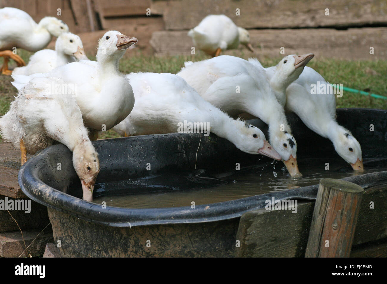 Poultry growth hi-res stock photography and images - Alamy