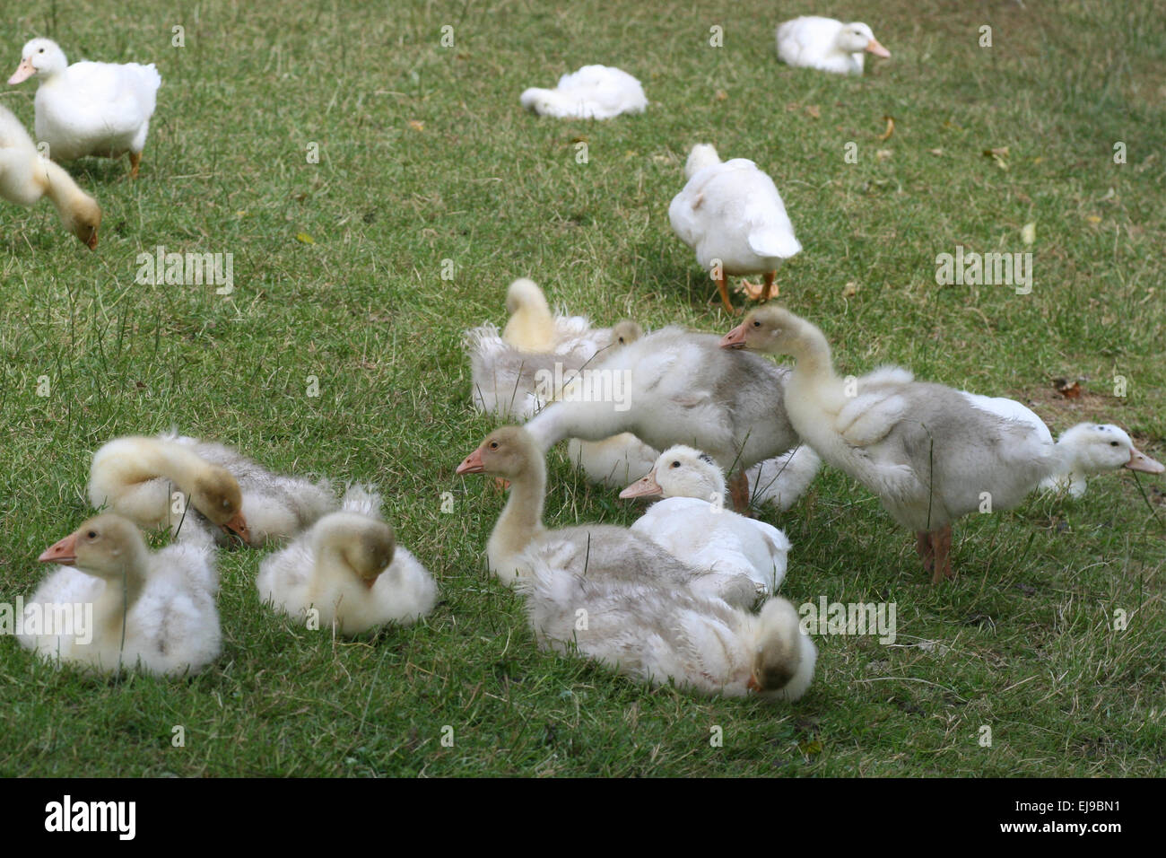 Poultry growth hi-res stock photography and images - Alamy