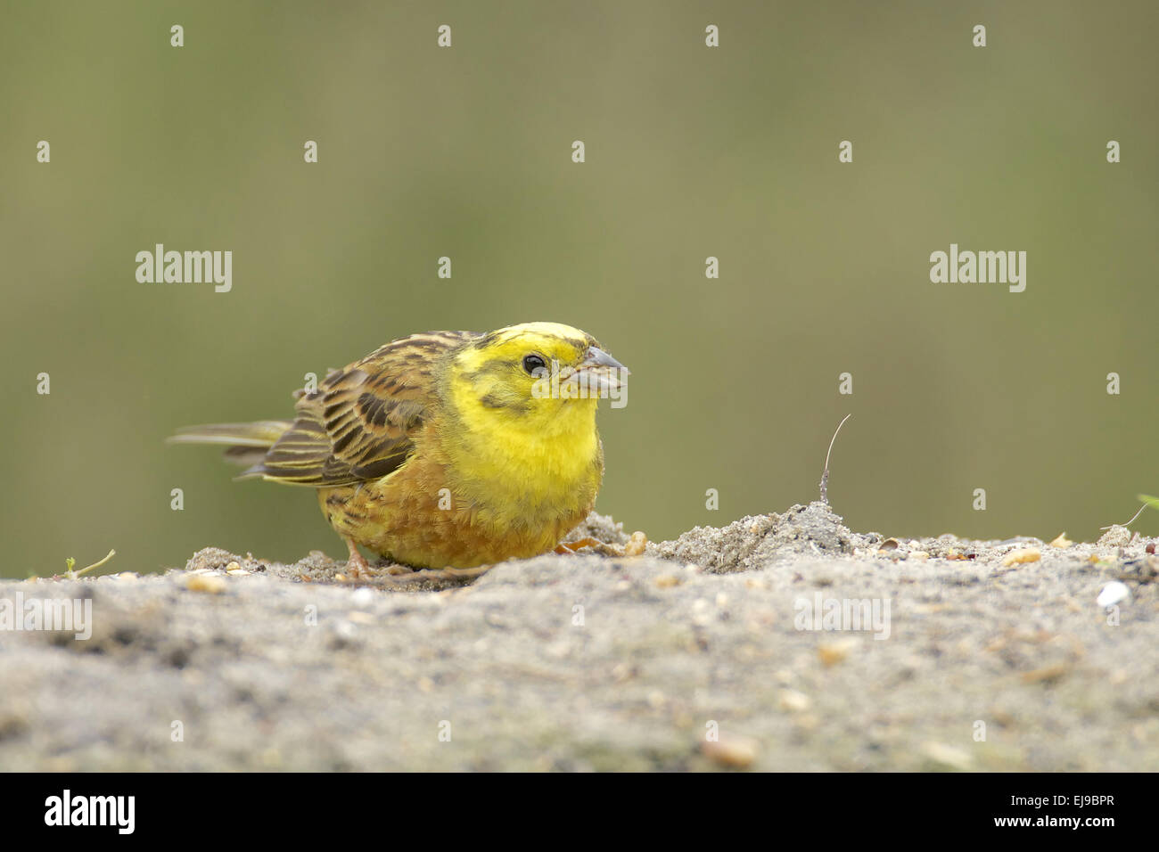 Goldammer yellowhammer emberiza citrinella bruant hi-res stock ...