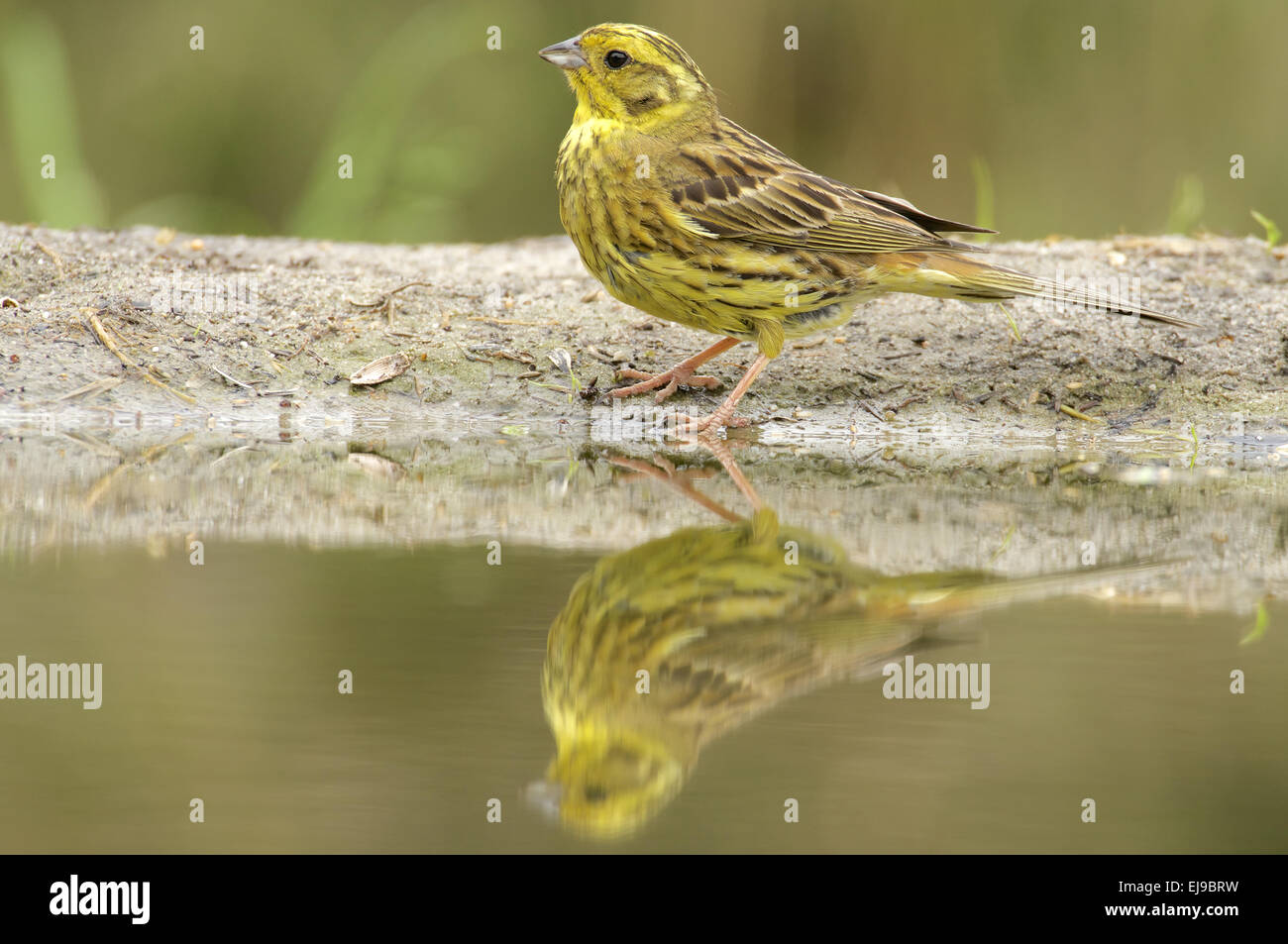 Goldammer yellowhammer emberiza citrinella bruant hi-res stock ...