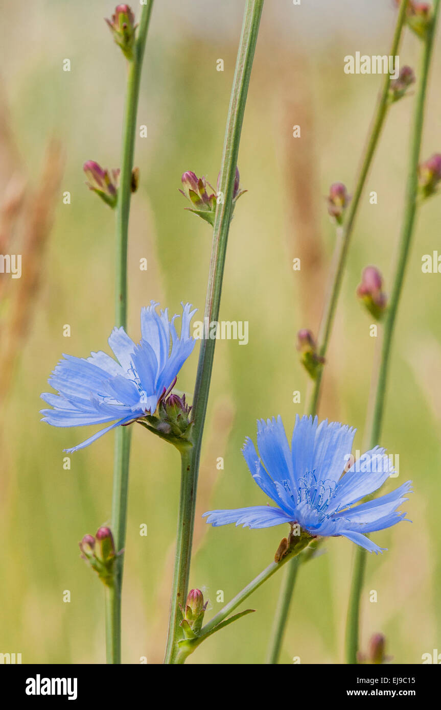 Chicory flower. Cichorium intybus wildflower wildflowers Stock Photo ...