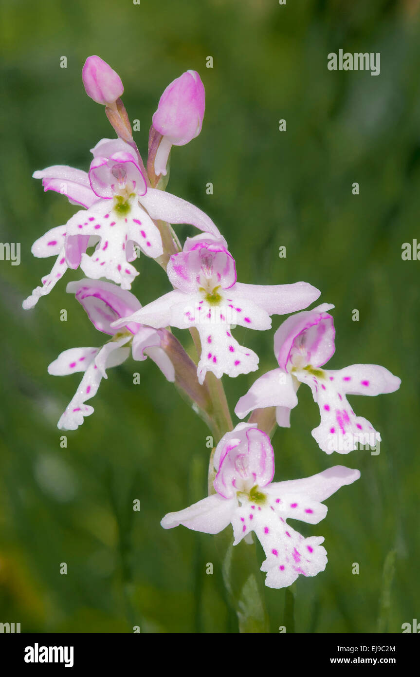 Round leaved orchid (Orchis rotundifolia), Bow Valley Provincial Park ...