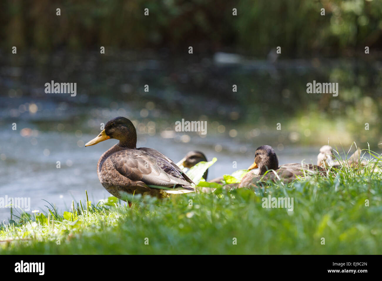 Geese ducks on pond hi-res stock photography and images - Alamy