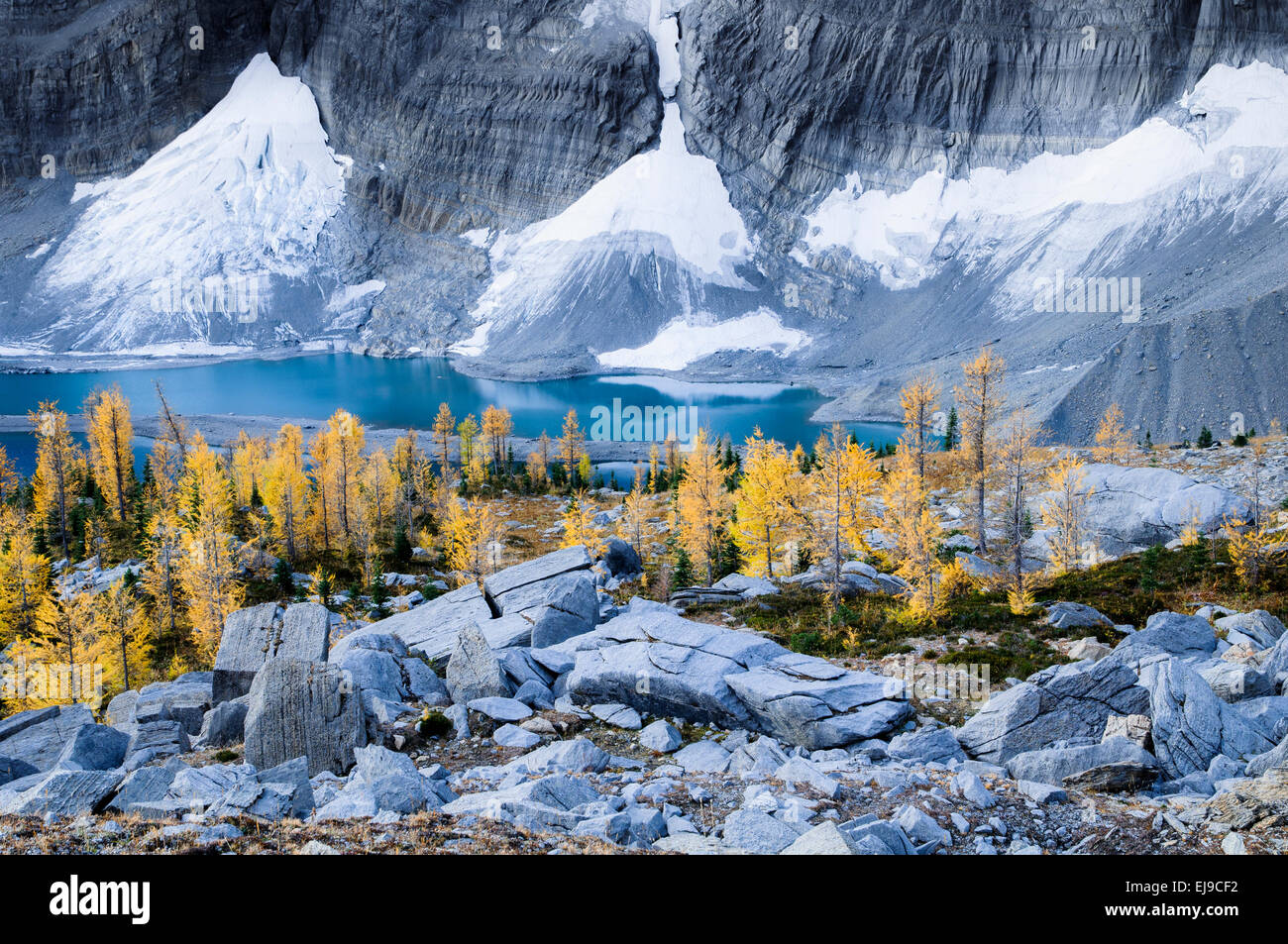 Larch in vibrant yellow Autumn color, the Rockwall at Floe Lake ...