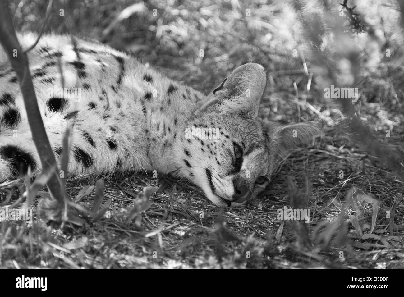 African bush cat Black and White Stock Photos & Images - Alamy