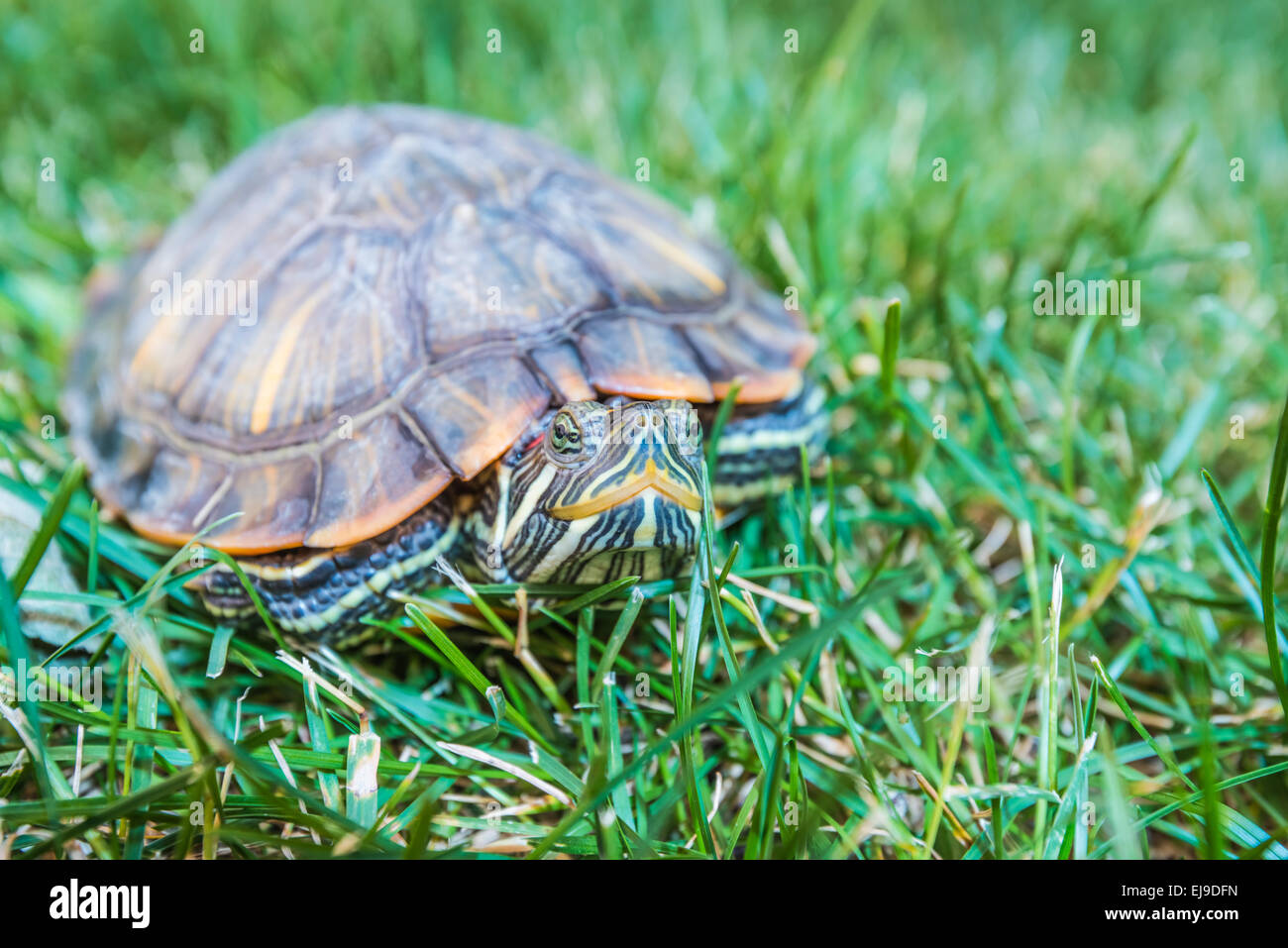 Terrapin park beach hi-res stock photography and images - Alamy