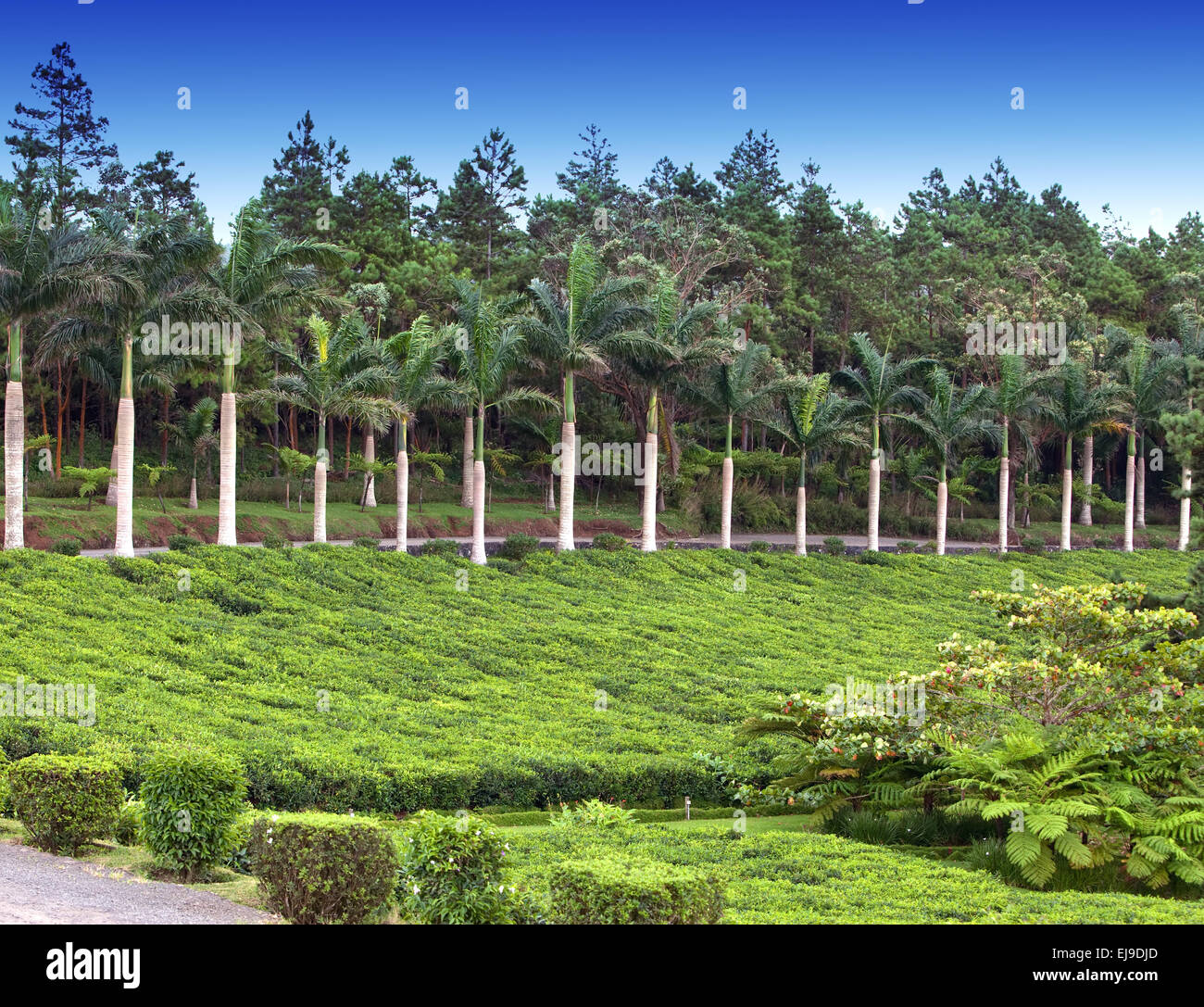 Tea plantation. Mauritius Stock Photo - Alamy