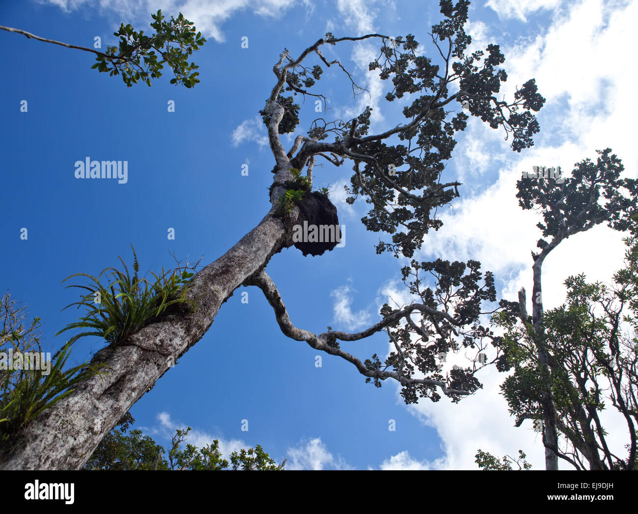 Equatorial climate hi-res stock photography and images - Alamy