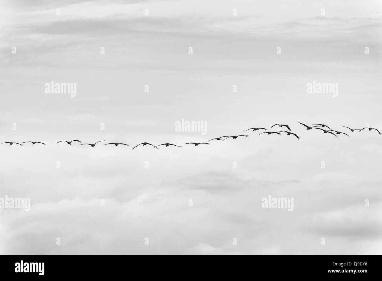 flying Common cranes, Oeland, Sweden Stock Photo - Alamy