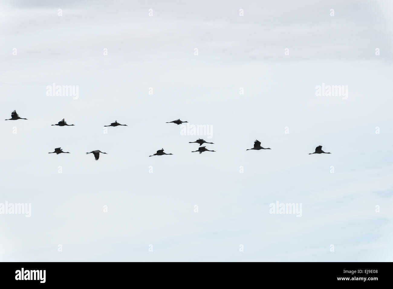 flying Common cranes, Oeland, Sweden Stock Photo - Alamy