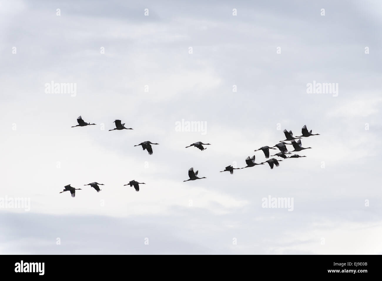 flying Common cranes, Oeland, Sweden Stock Photo - Alamy