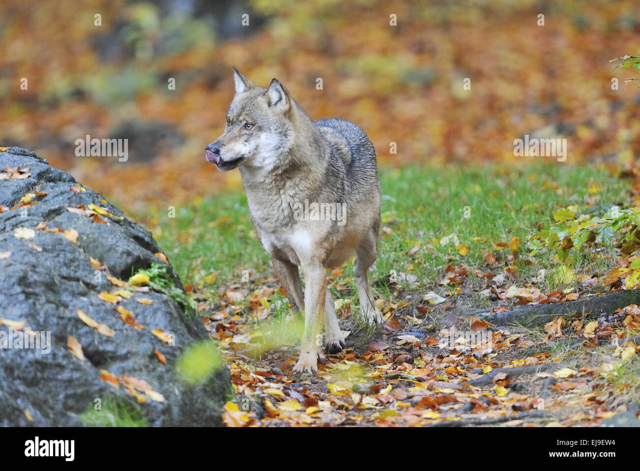 European Grey Wolf Stock Photo - Alamy