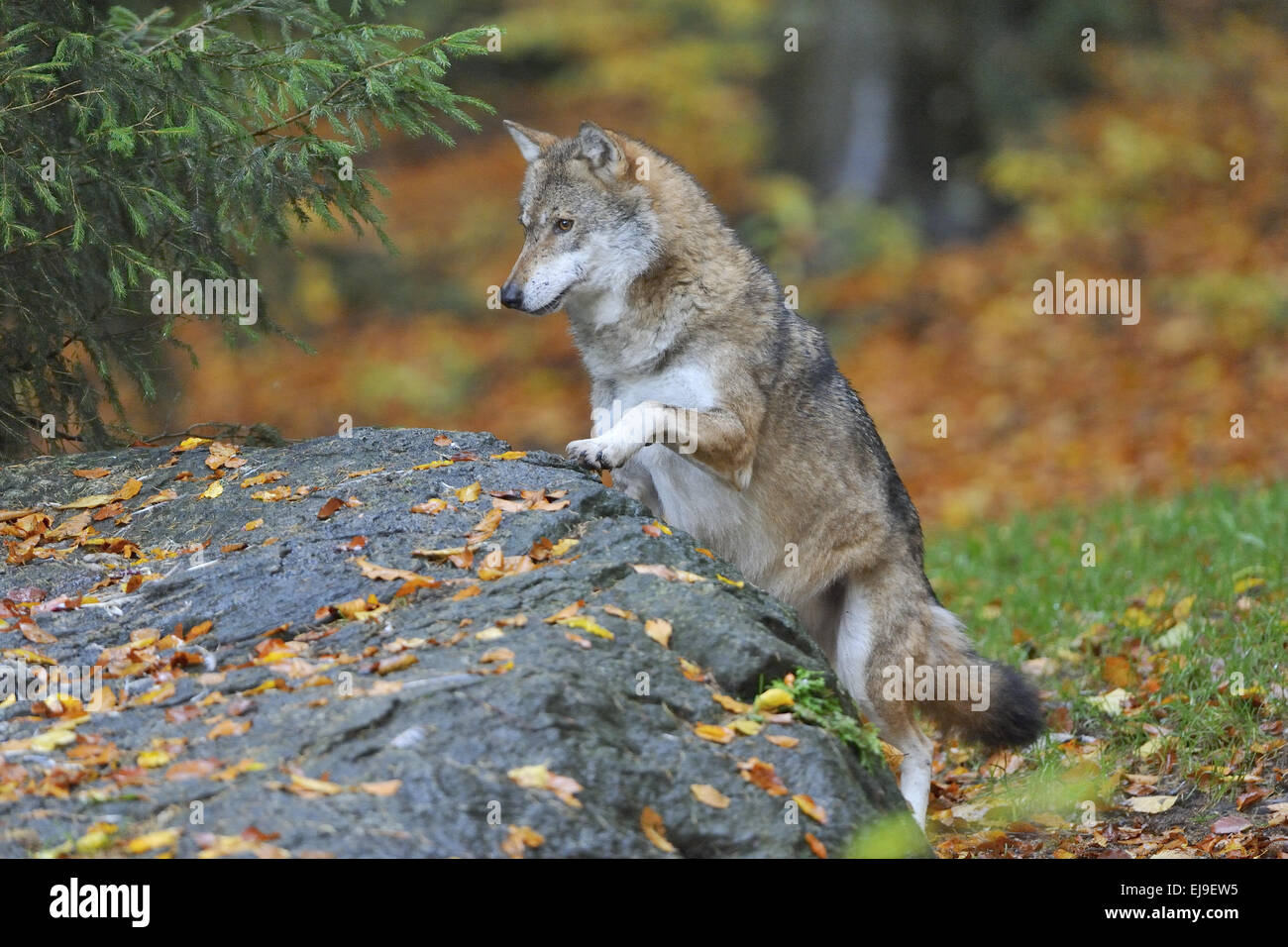 European Grey Wolf Stock Photo - Alamy