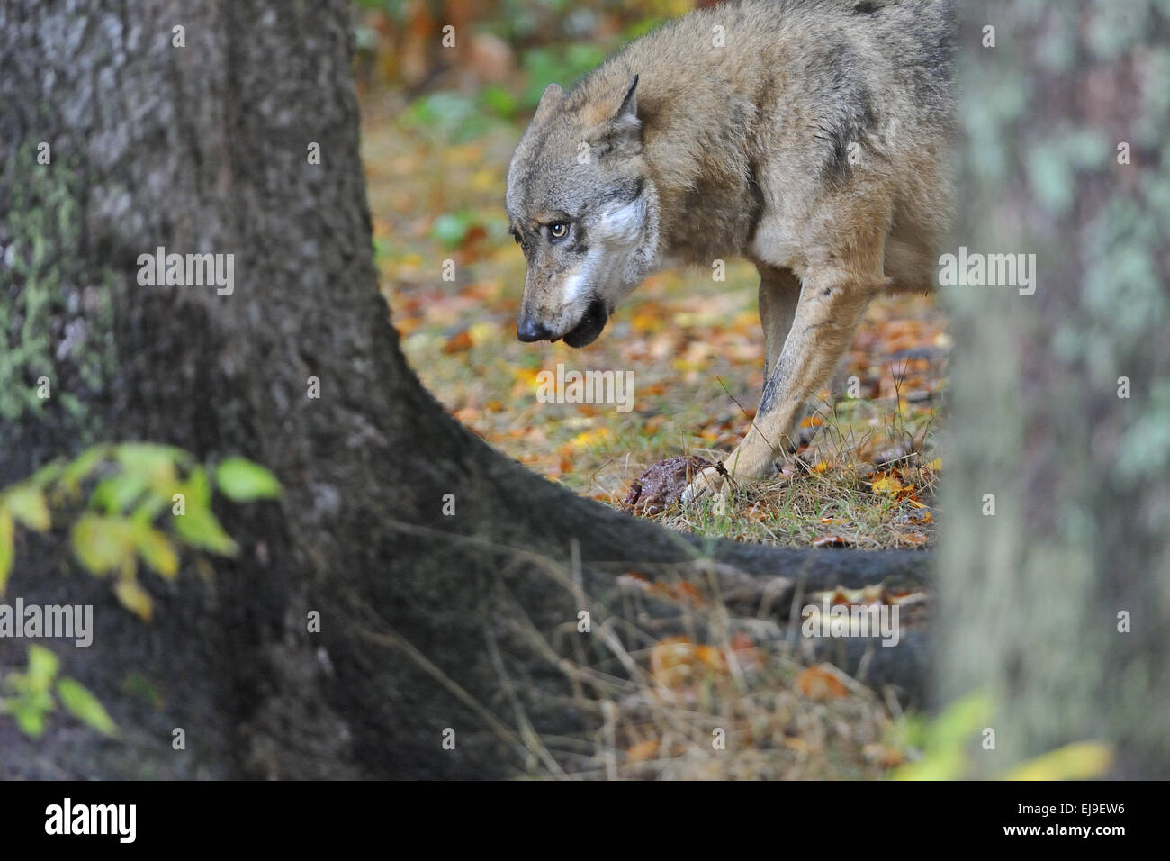 European Grey Wolf Stock Photo - Alamy