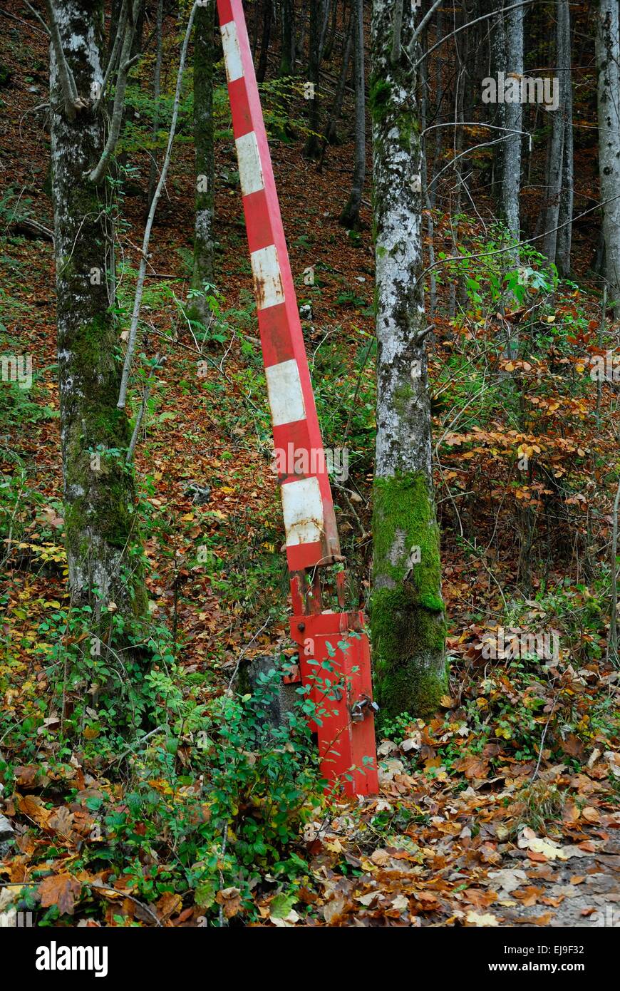 Bar at a forest path Stock Photo - Alamy