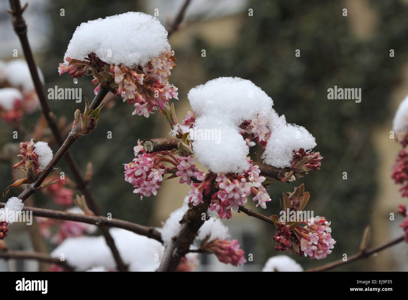 Snow covered bloom Stock Photo - Alamy