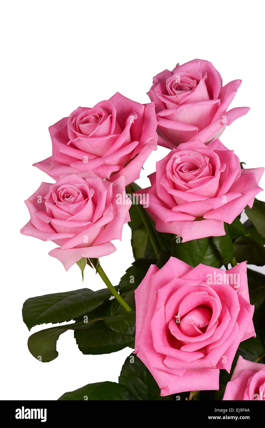 The pink rose on white background Stock Photo - Alamy