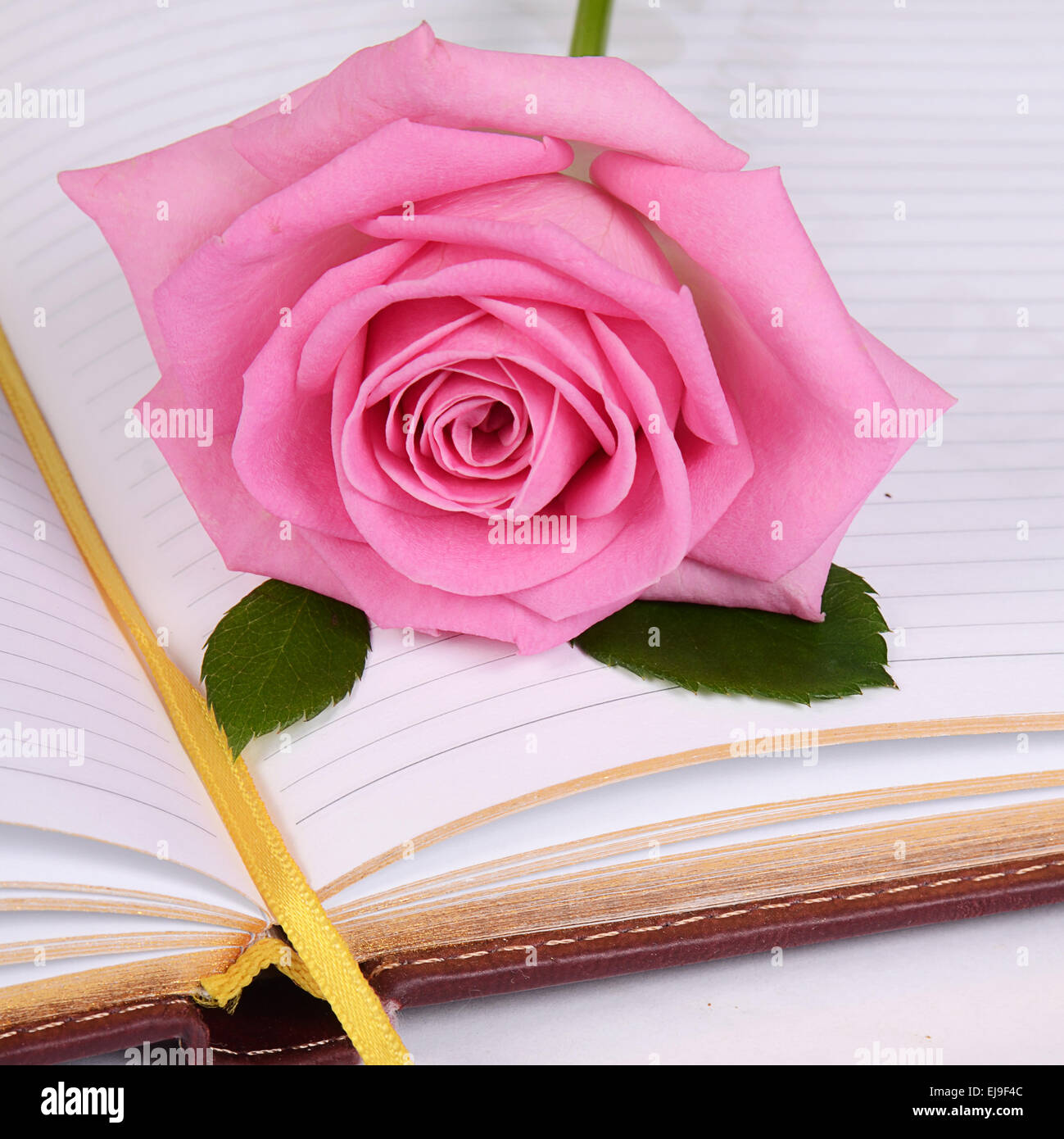 The rose on the book Stock Photo - Alamy