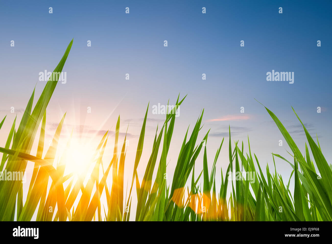 fresh green grass in sunset Stock Photo - Alamy