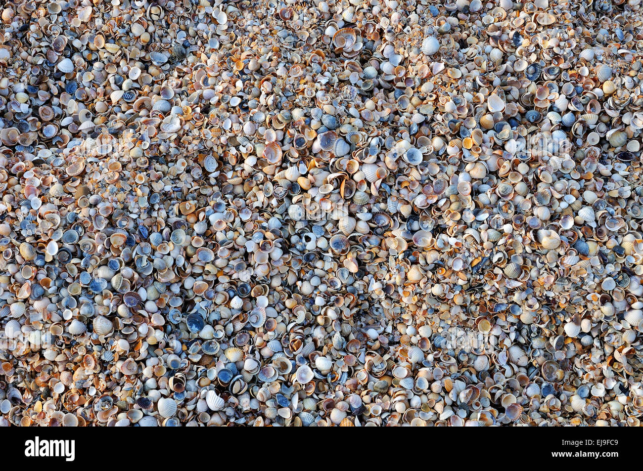 Small shells hi-res stock photography and images - Alamy