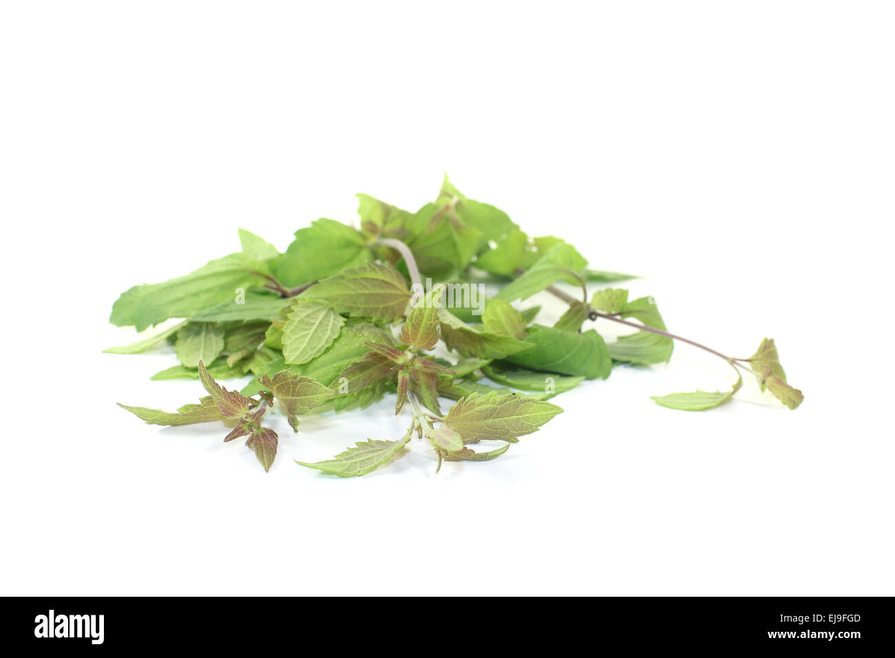 Pale yellow green Cut Out Stock Images & Pictures - Alamy