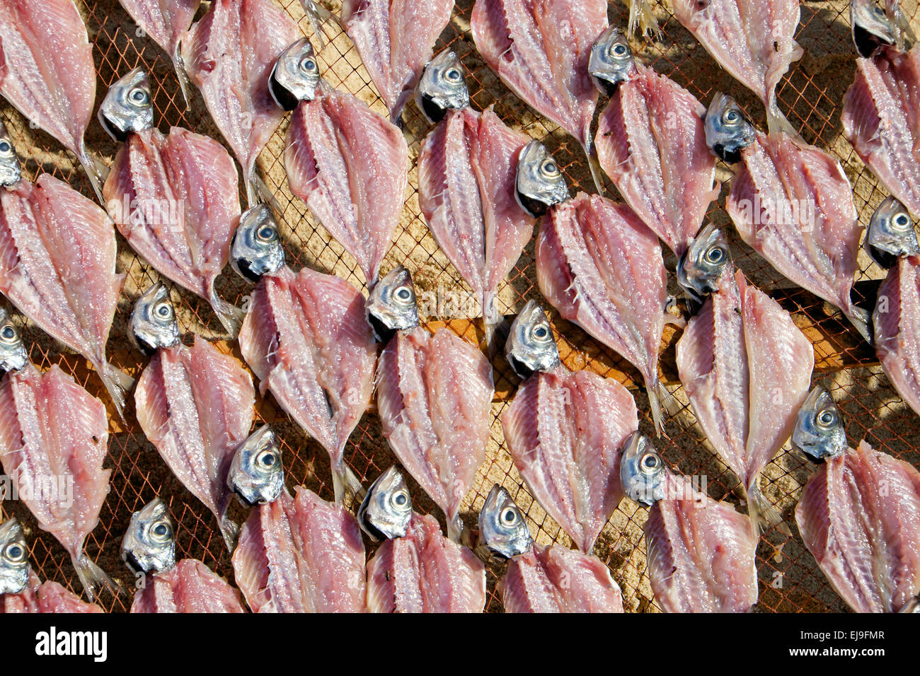Drying fish in Portugal Stock Photo - Alamy