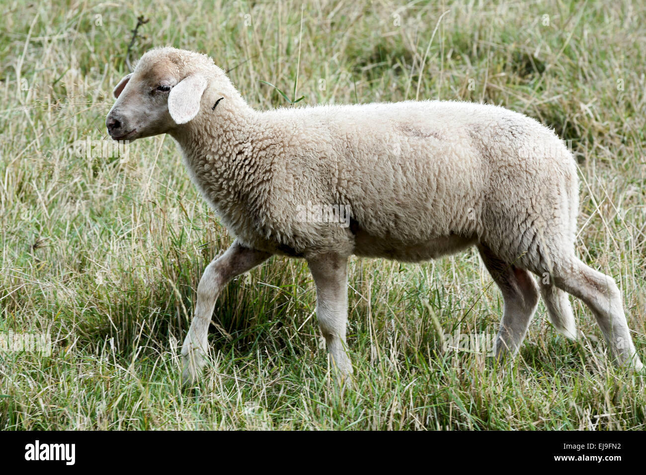 young sheep in a meadow Stock Photo - Alamy