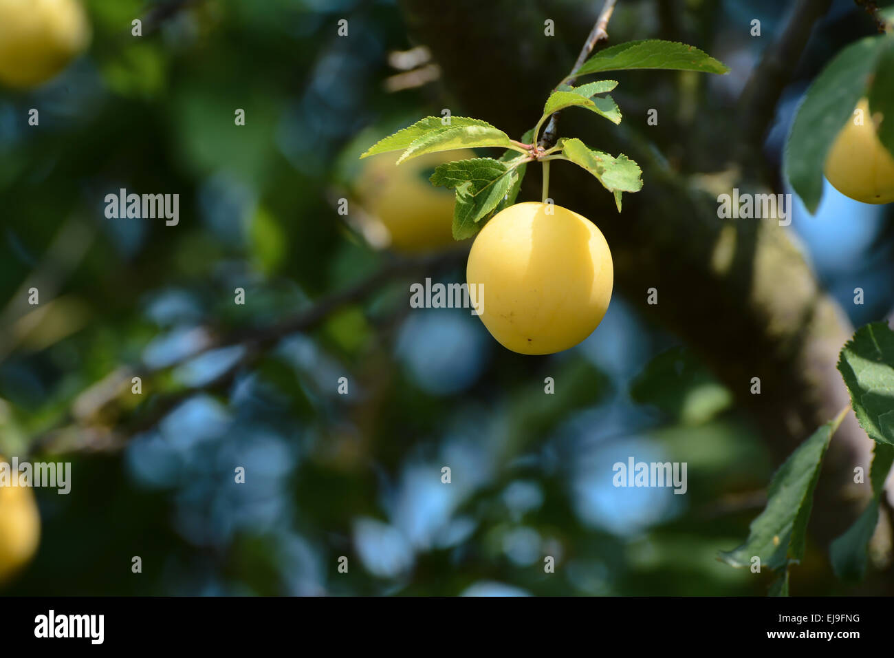 the fruit of a wild mirabelle plum Stock Photo - Alamy