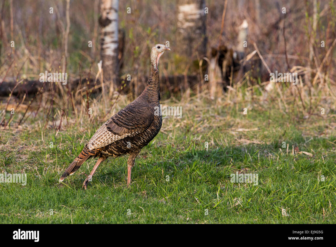Eastern wild turkey Stock Photo - Alamy