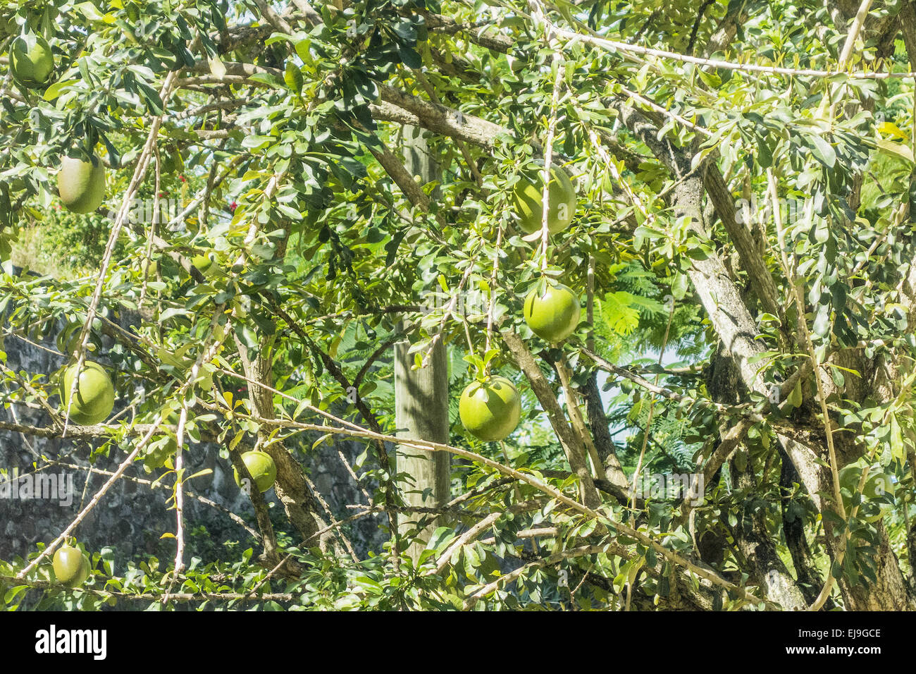 Grapefruit Trees Soufriere St. Lucia Stock Photo - Alamy