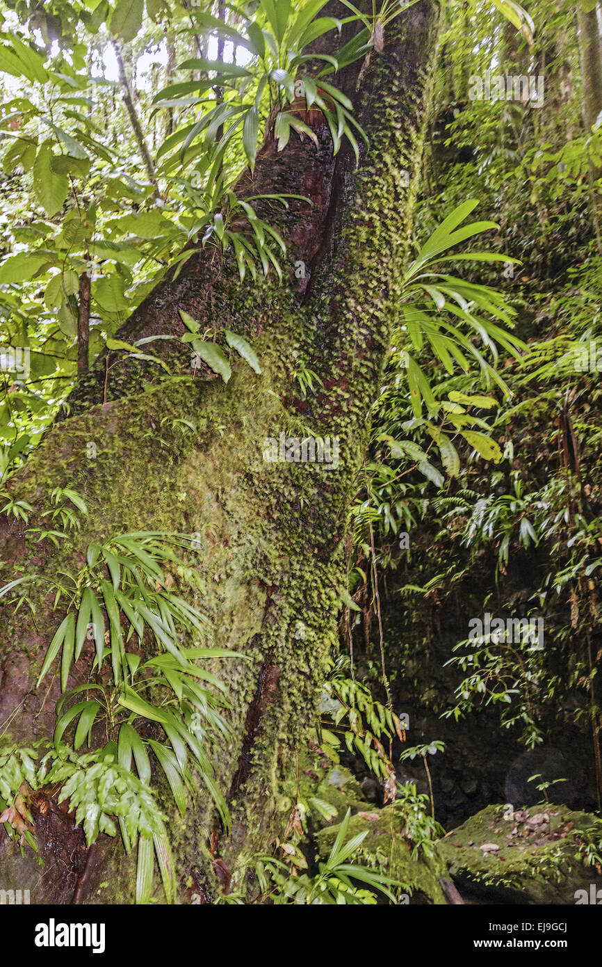 Tropical Hardwood Tree Dominica West Indies Stock Photo - Alamy