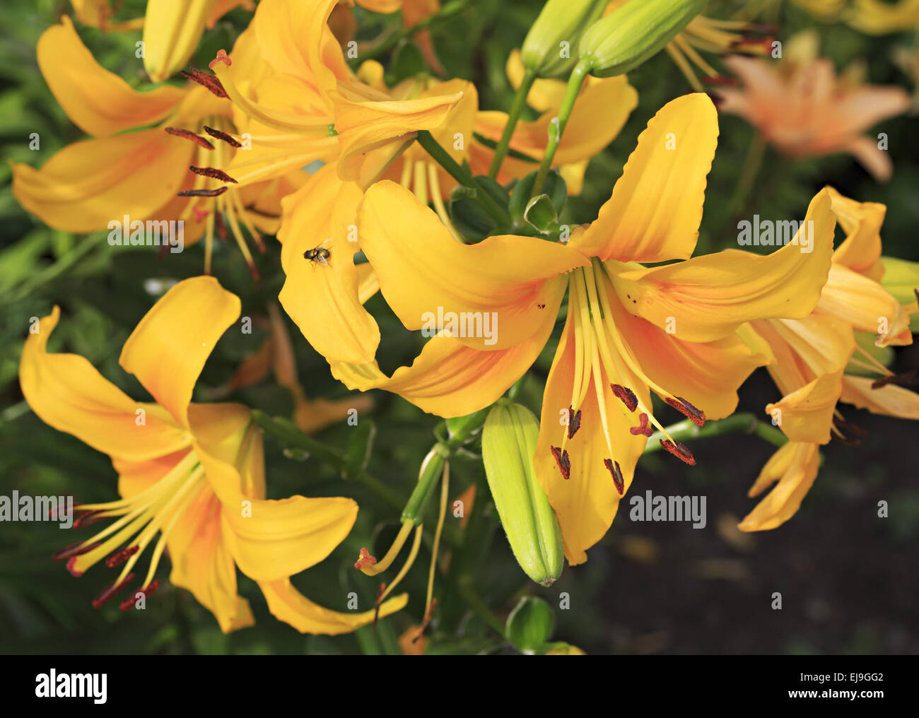 Very beautiful yellow lily hi-res stock photography and images - Alamy