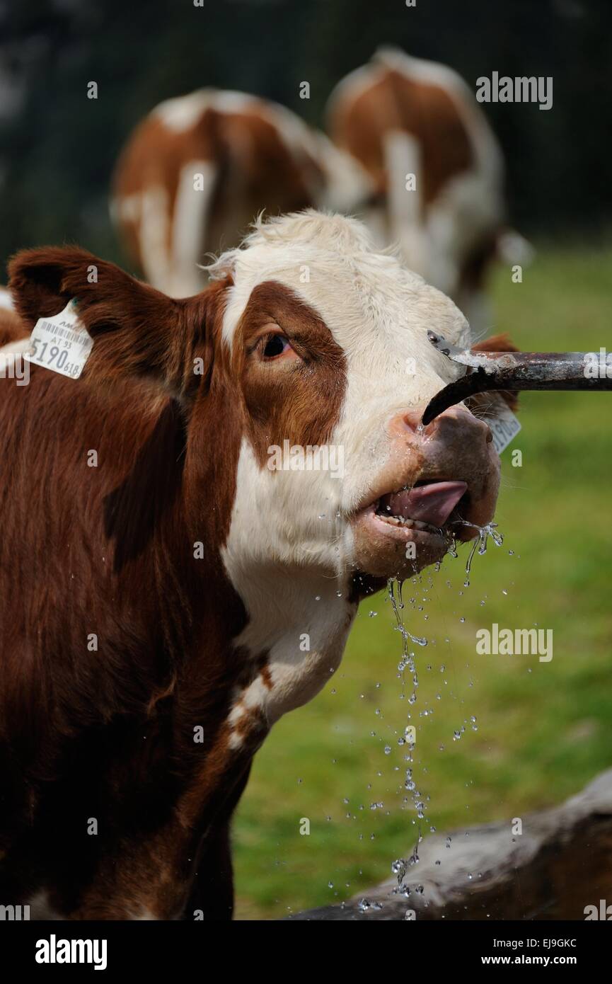 Alpen cow hi-res stock photography and images - Alamy