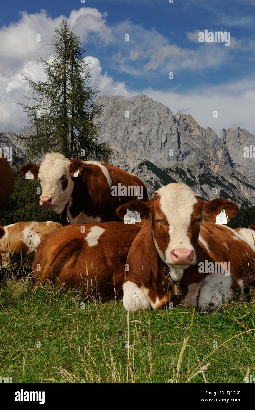 Litzl alm hi-res stock photography and images - Alamy