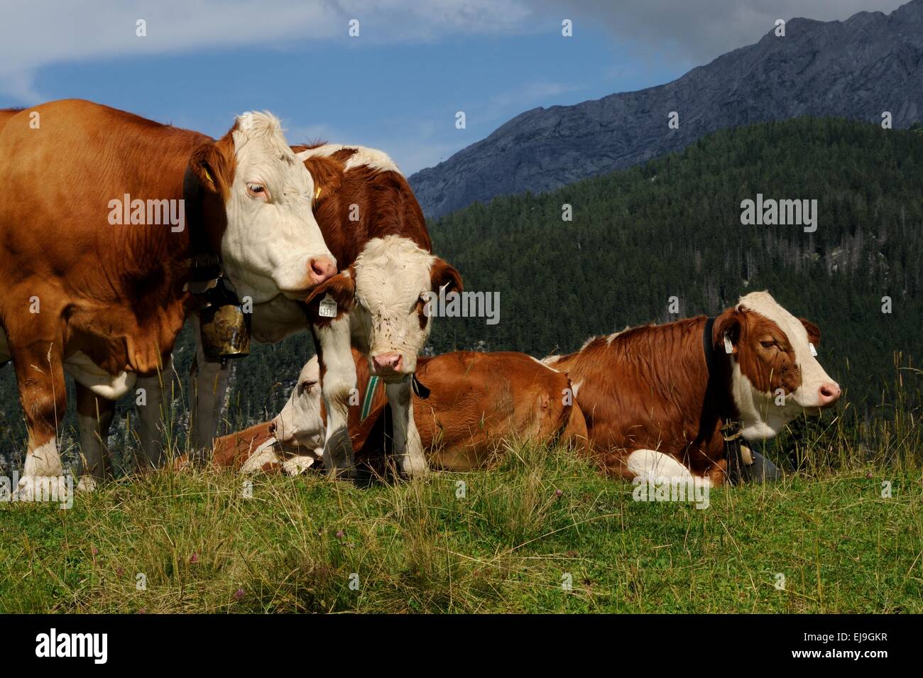 Alp cows hi-res stock photography and images - Alamy