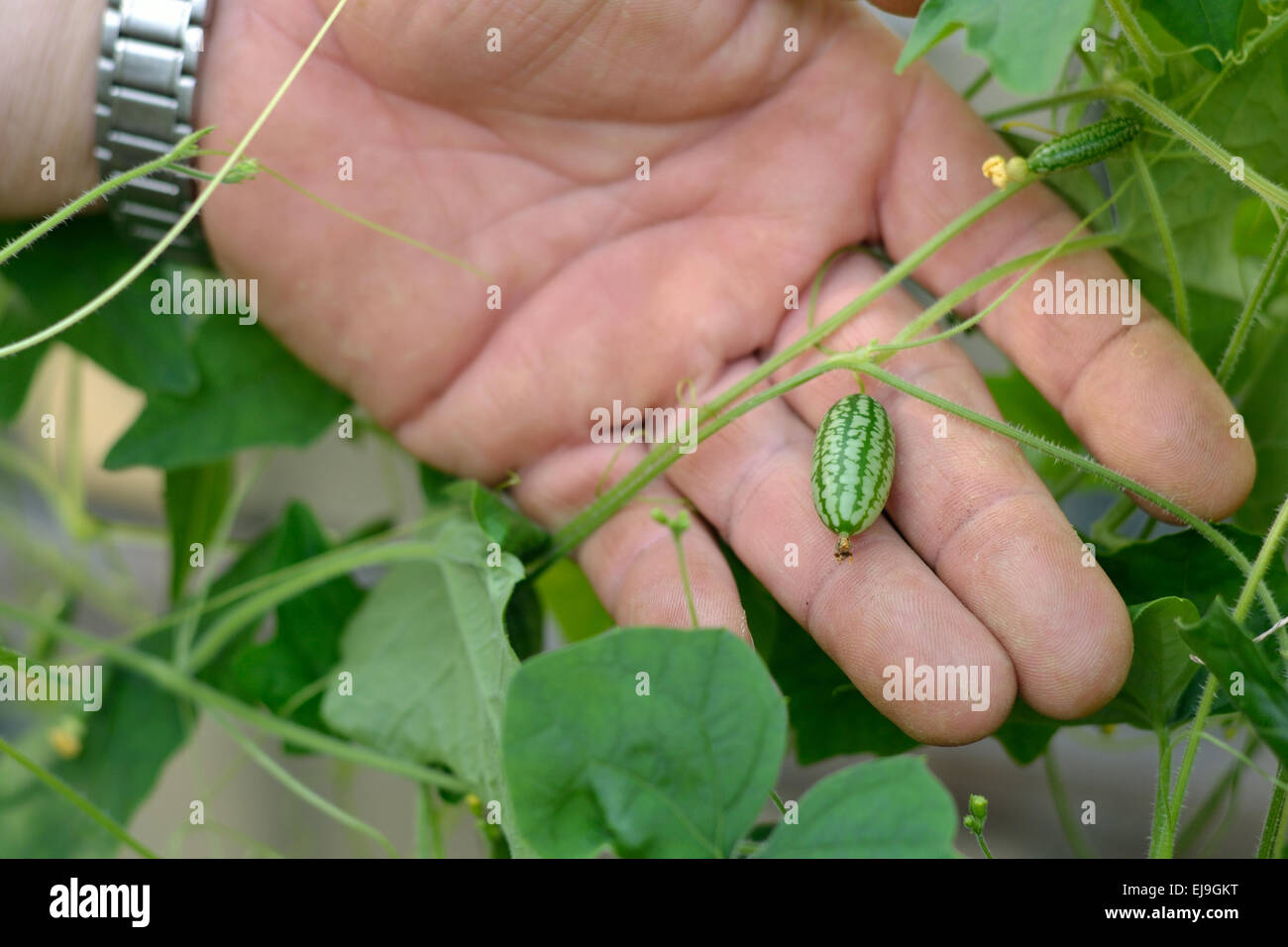 Mini cucumber hi-res stock photography and images - Alamy