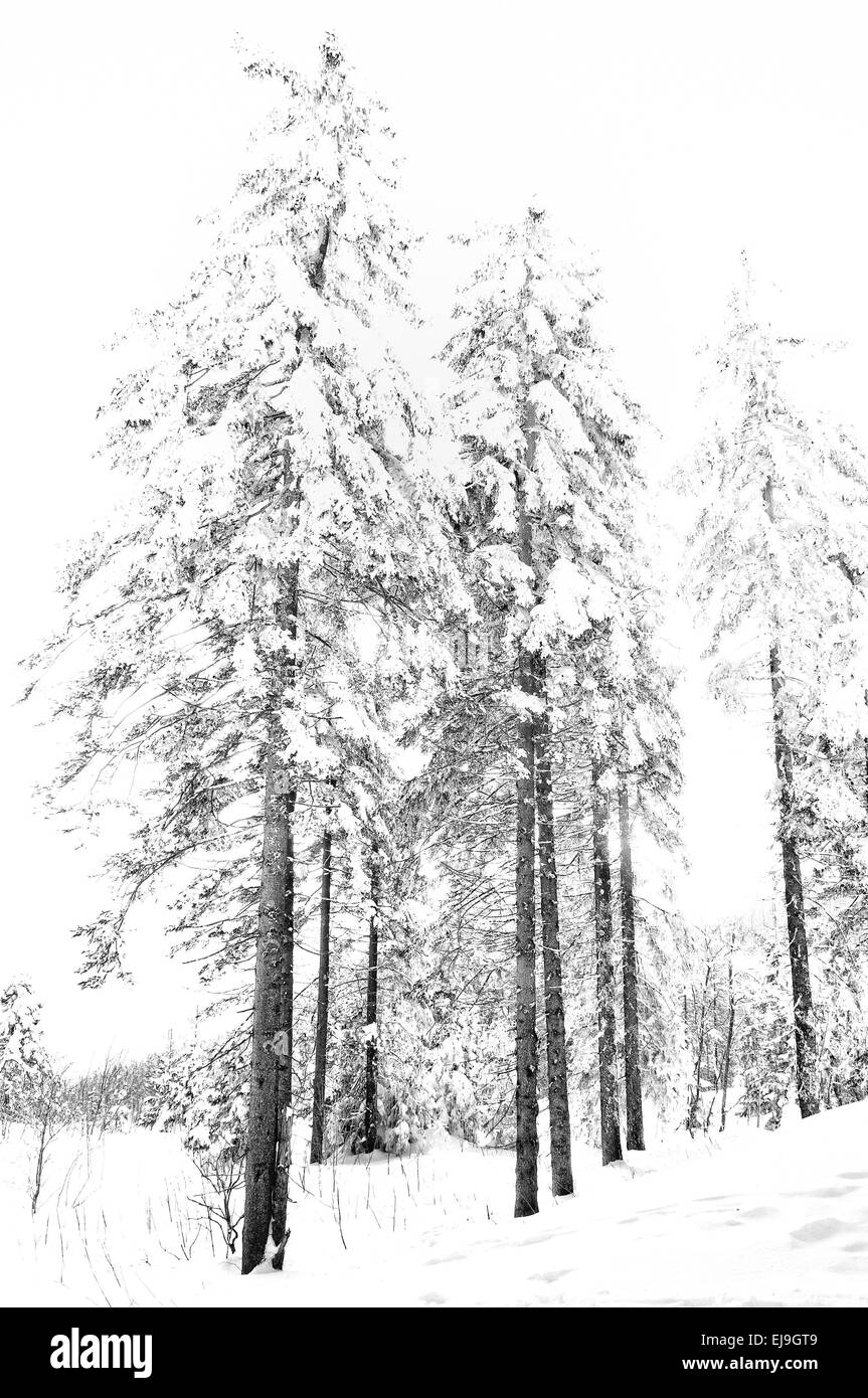 Old spruce forest hi-res stock photography and images - Alamy