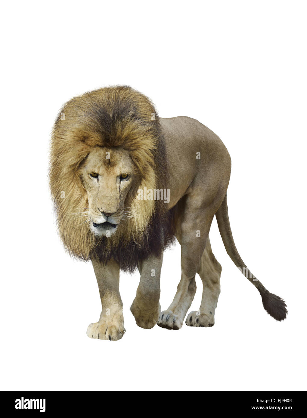 African lion Cut Out Stock Images & Pictures - Alamy