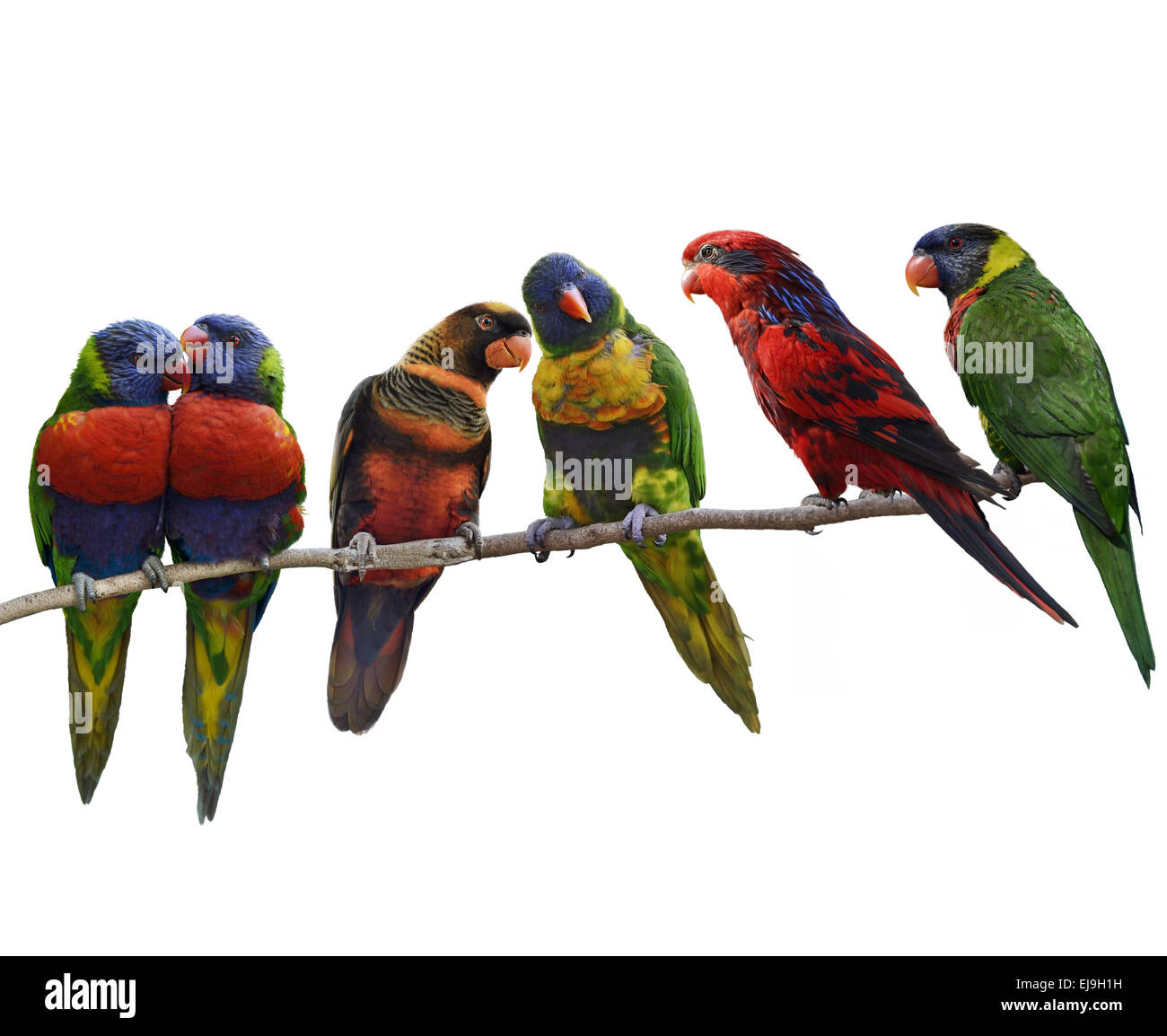 Parrot parrots Cut Out Stock Images & Pictures - Alamy