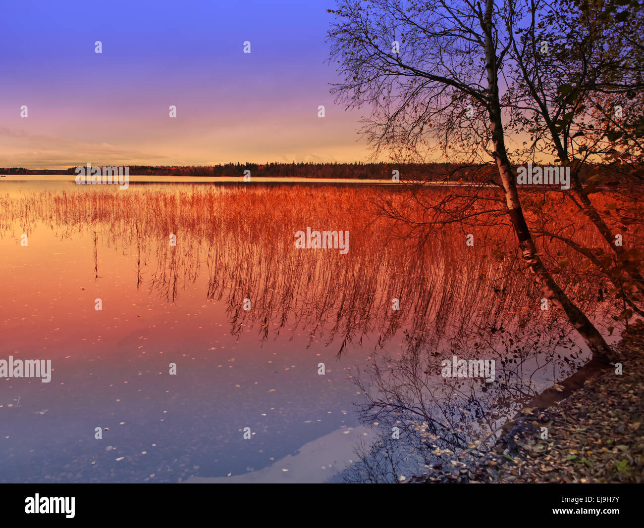 Evening, autumn. Cane in the blue lake Stock Photo - Alamy