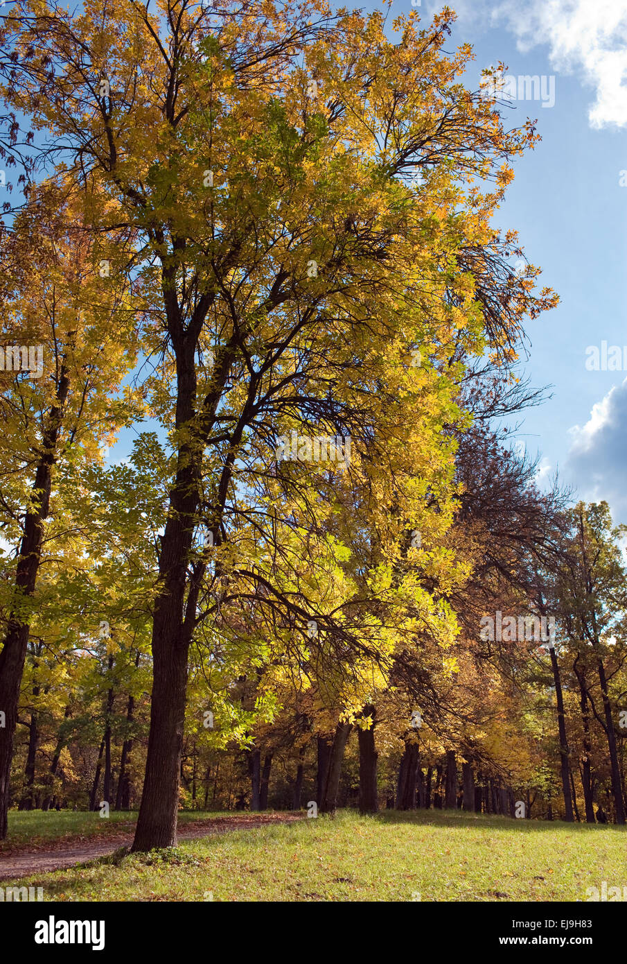 Golden autumn in russia hi-res stock photography and images - Alamy