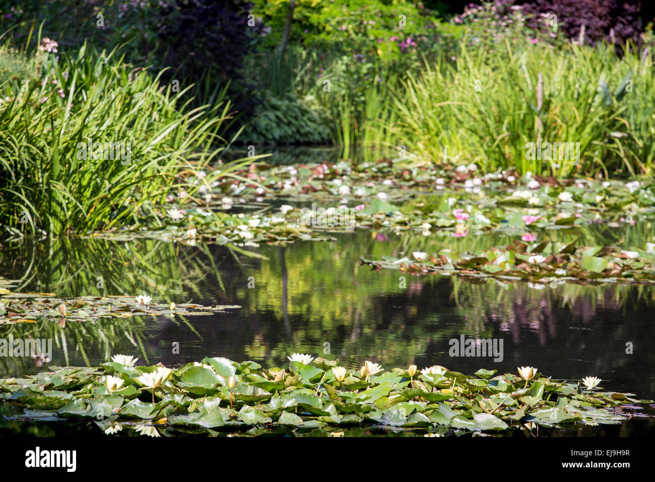France, Europe, Giverny, Claude Monet Foundation, gardens of Monet's ...