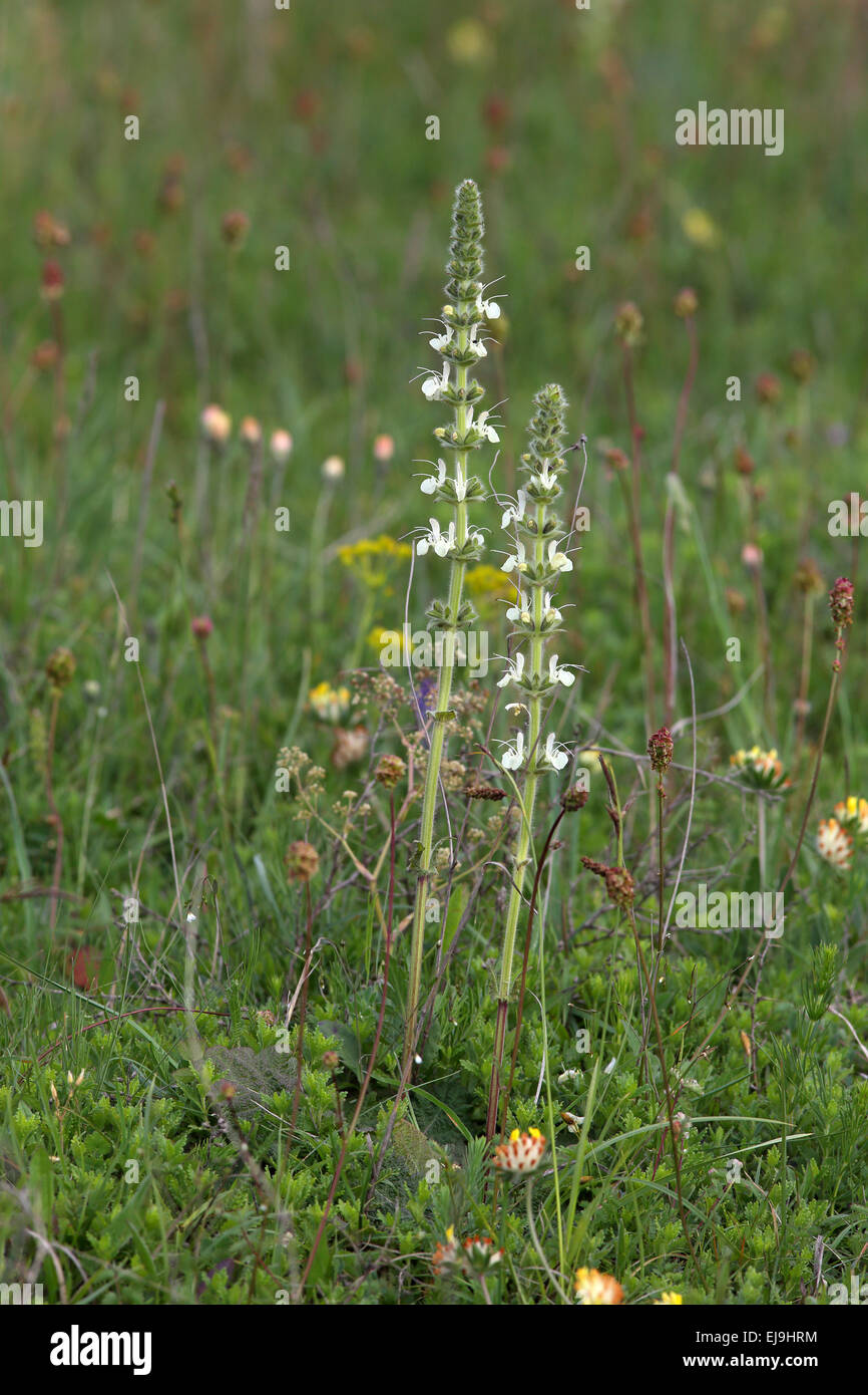 Austrian wildflowers hi-res stock photography and images - Alamy