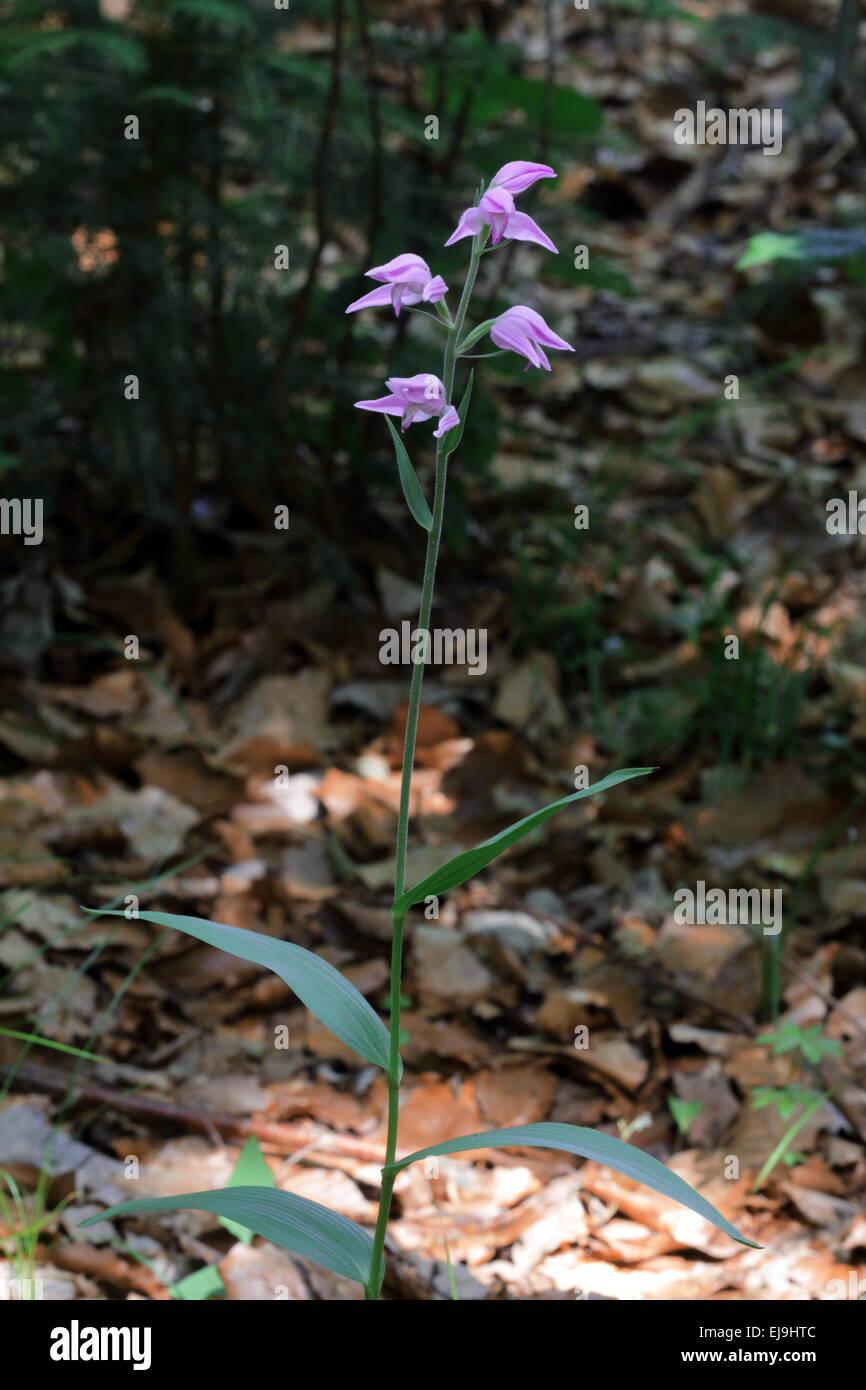 Red helleborine, Cephalanthera rubra Stock Photo - Alamy