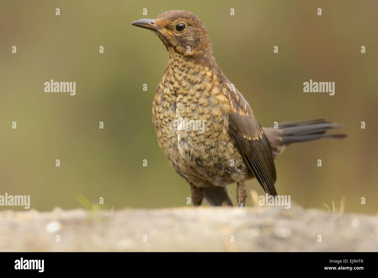 Forrest bird hi-res stock photography and images - Alamy