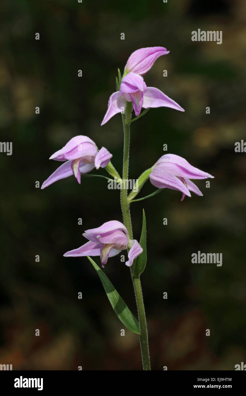 Red helleborine, Cephalanthera rubra Stock Photo - Alamy