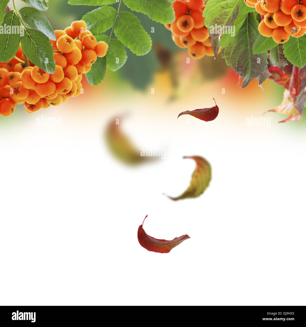 Autumn collage with falling leaves Stock Photo - Alamy