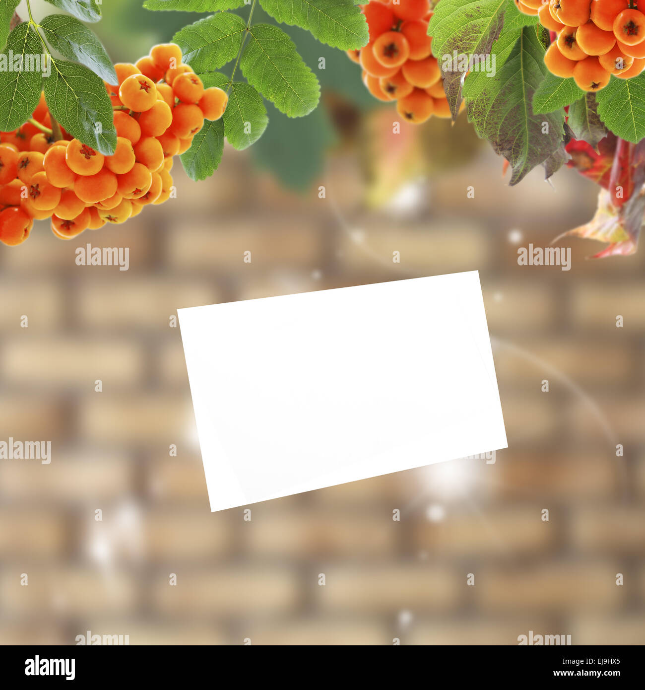 Plant collage hi-res stock photography and images - Alamy